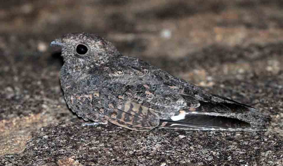 Freckled nightjar facts, distribution & population | BioDB